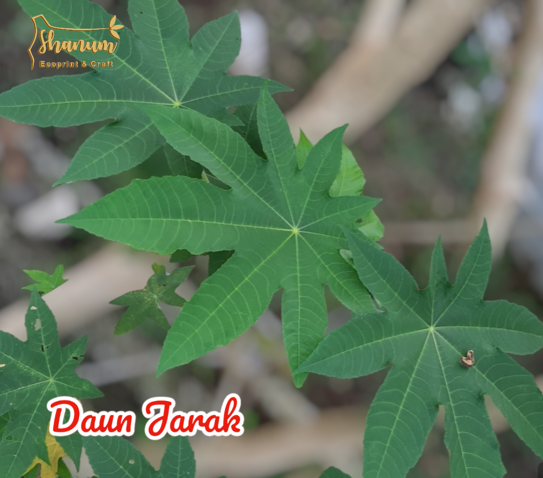 Daun Jarak Kepyar Ecoprint - Galeri